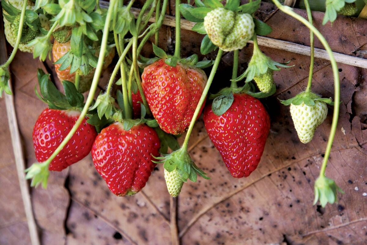 From Harvest to Rot: The Jos Strawberry Crisis and the Cooperative Cure ...